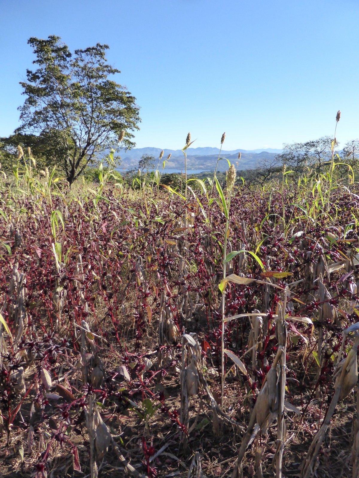 A Picture from Cerro de Guazapa, El Salvador - Travel Writing