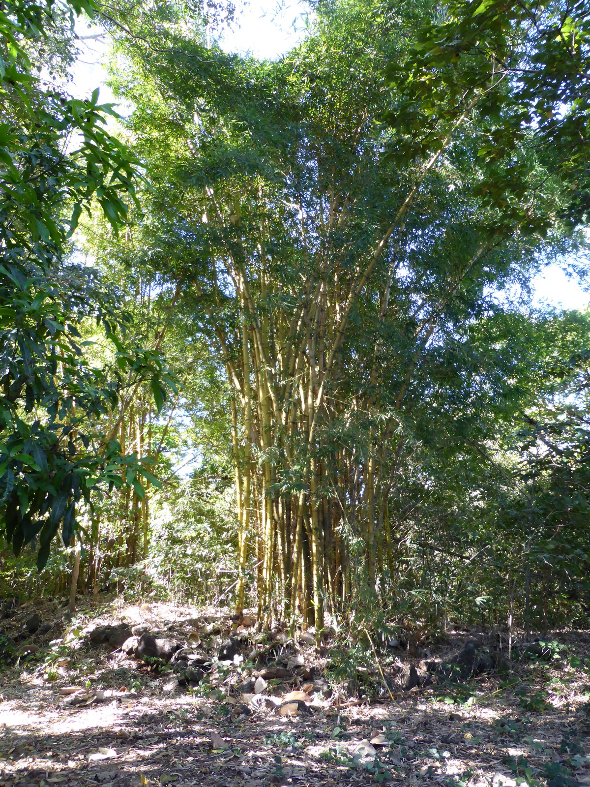 A Picture from Cerro de Guazapa, El Salvador - Travel Writing